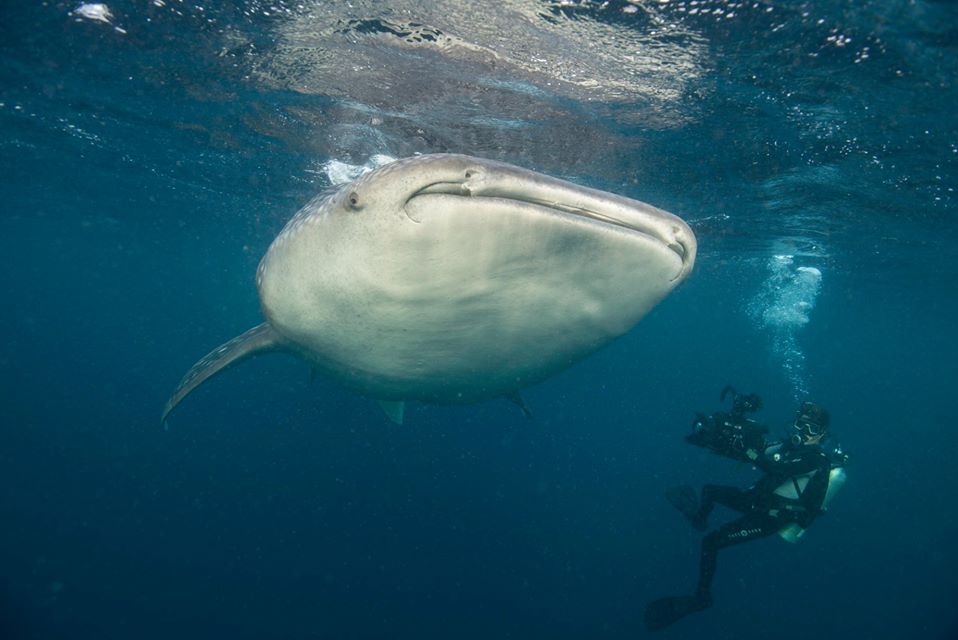 requin_baleine – Un Océan de Vie