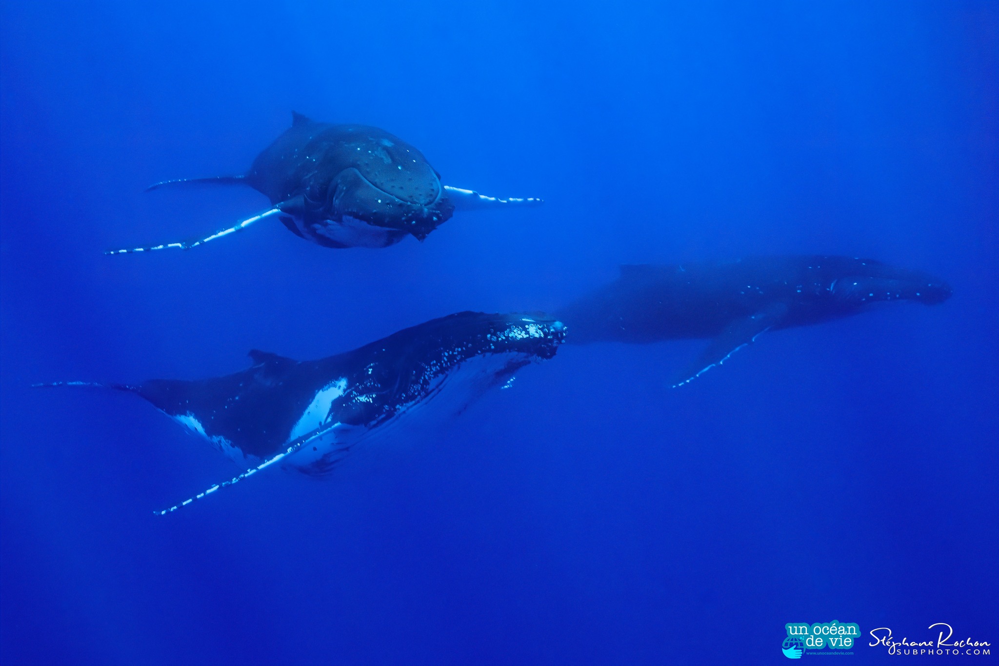 Programme observation Baleine à Bosse Moorea Polynésie 2024 – photo 1 ...