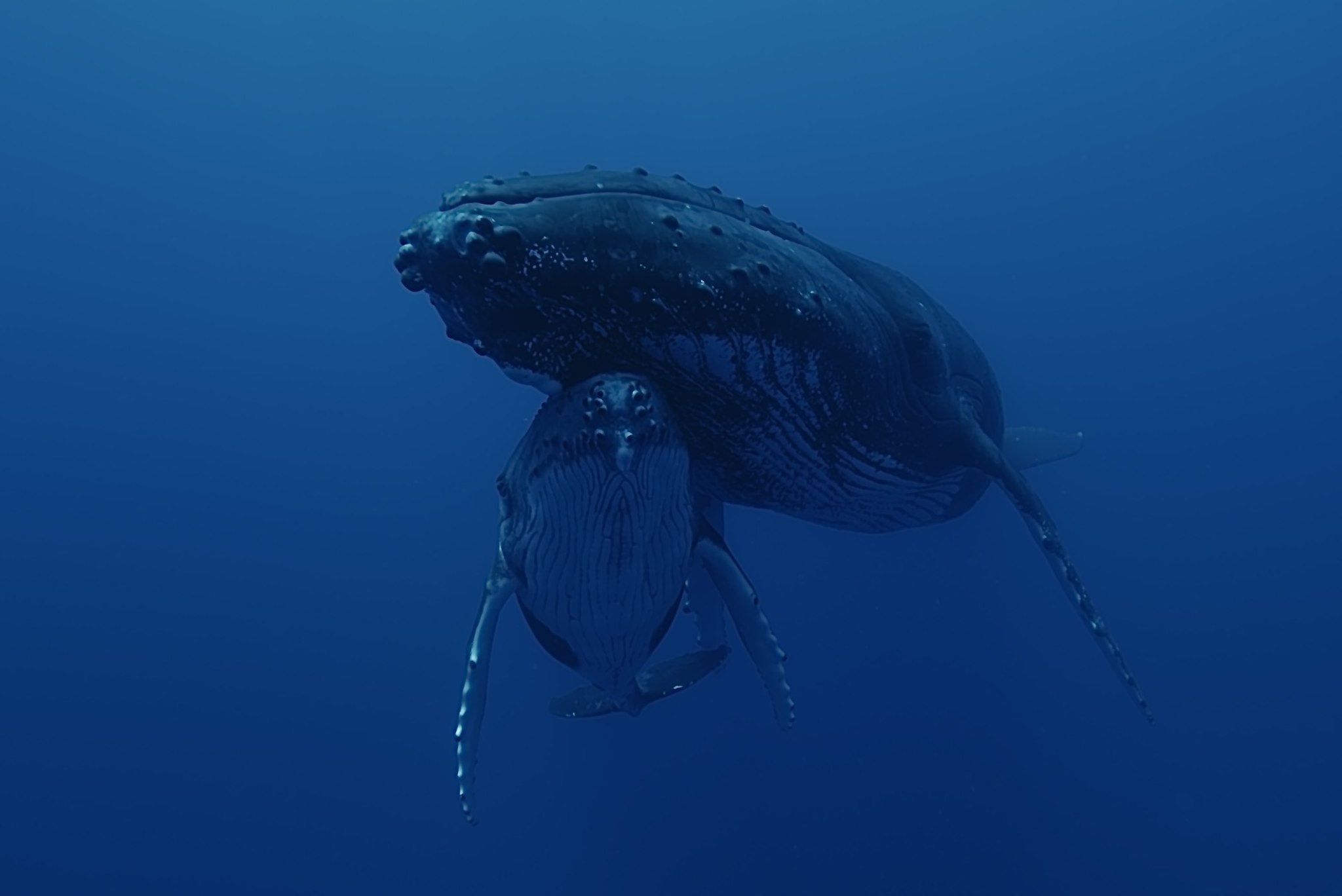 Programme observation Baleine à Bosse Moorea Polynésie 2024 – photo 2 ...