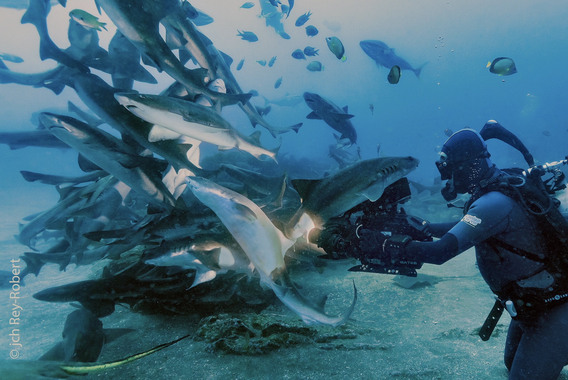 Japon_2024_rené_filme_requins_chiens – Un Océan de Vie