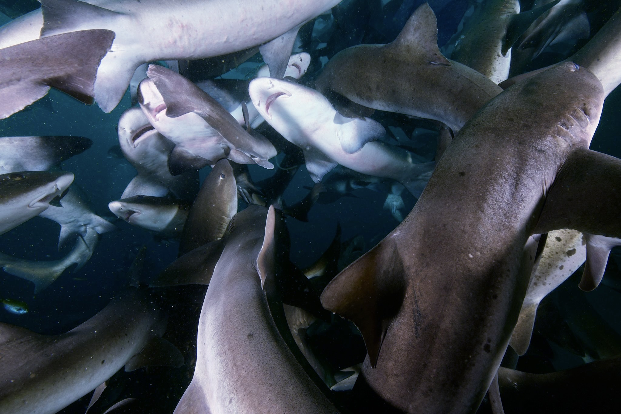 Japon_2024_requins_chiens – Un Océan de Vie
